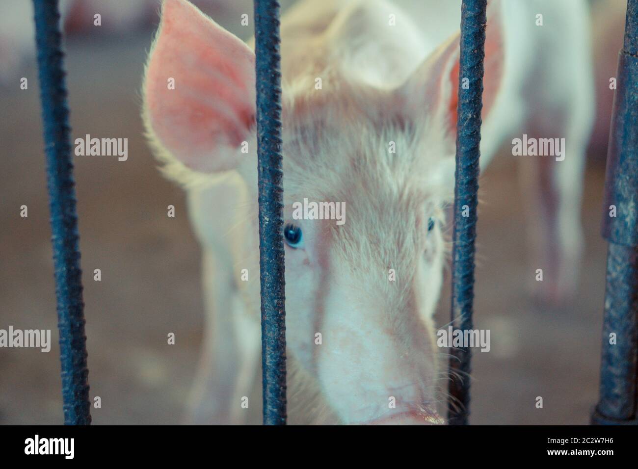 Group of pig that looks healthy in local ASEAN swine farm at livestock ...