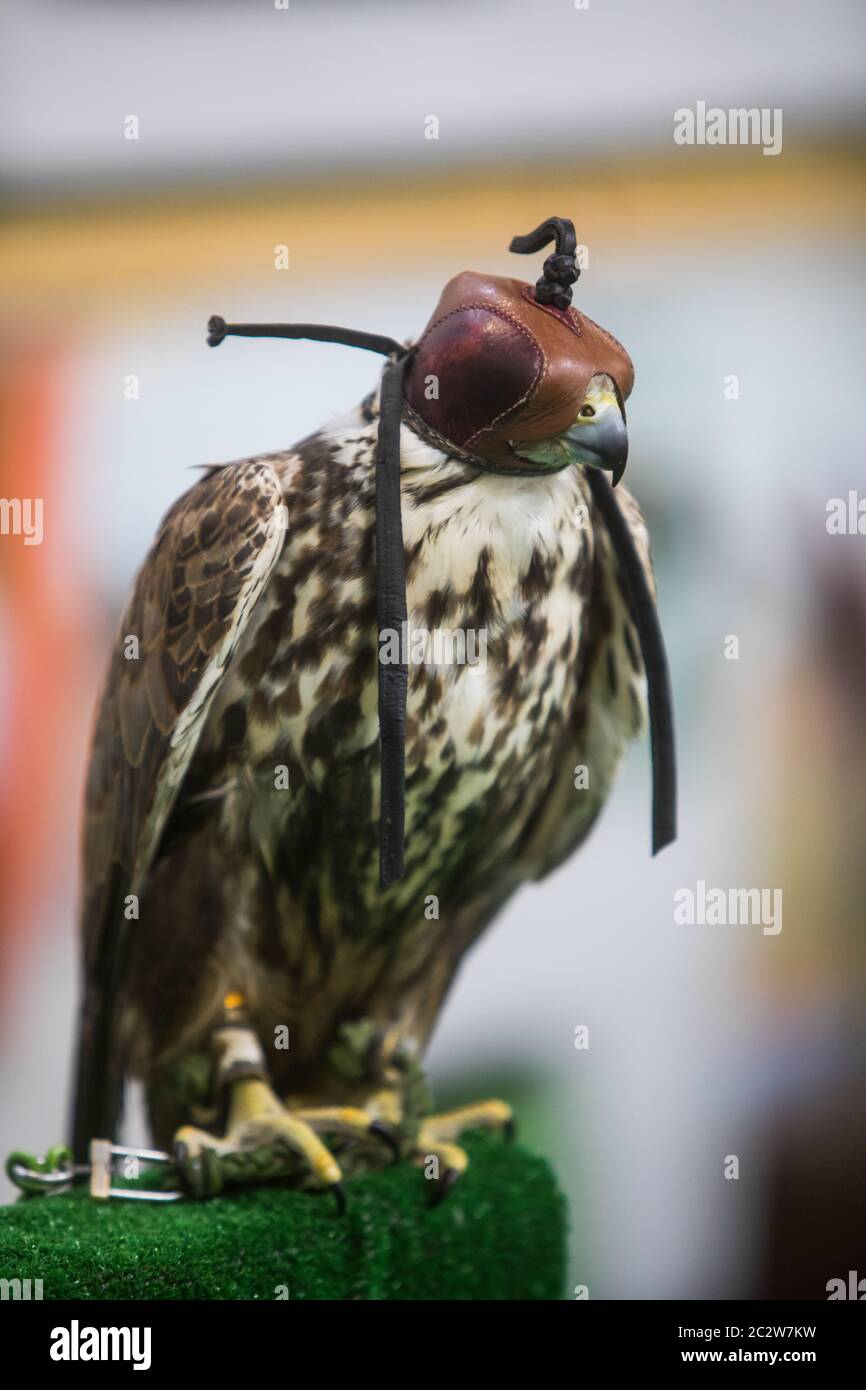 Close up shot of a hunting falcon with its had covered Stock Photo - Alamy