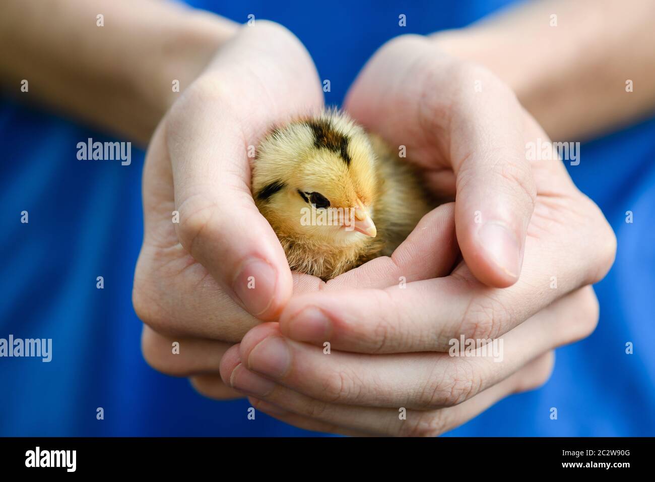 Woman in blue dress hold small cute yellow newborn baby chicken hen in ...