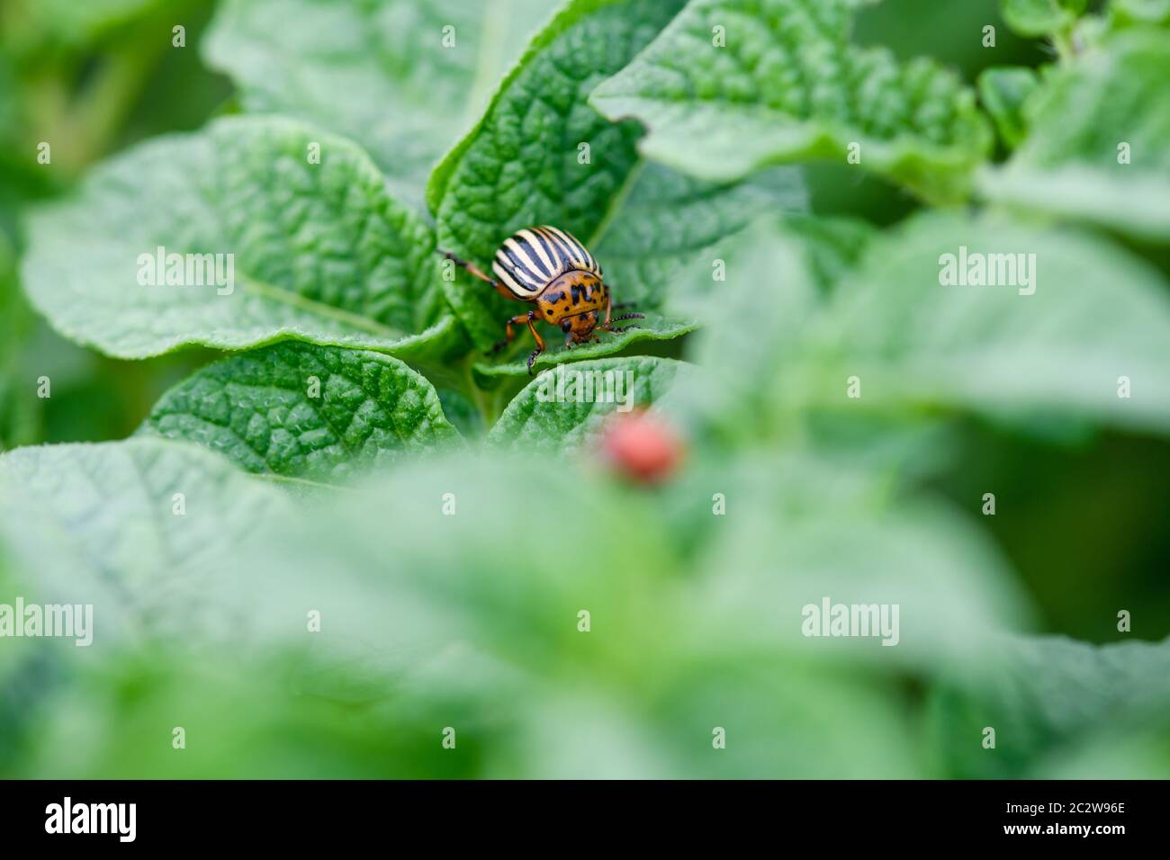 Close up macro bad colorado beetle bug insect eating leaves and damage ...