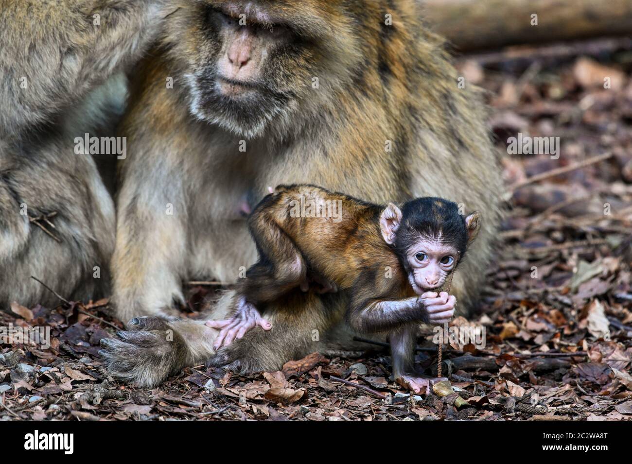 Salem, Germany. 18th June, 2020. A few weeks old baby barbary ape stays ...