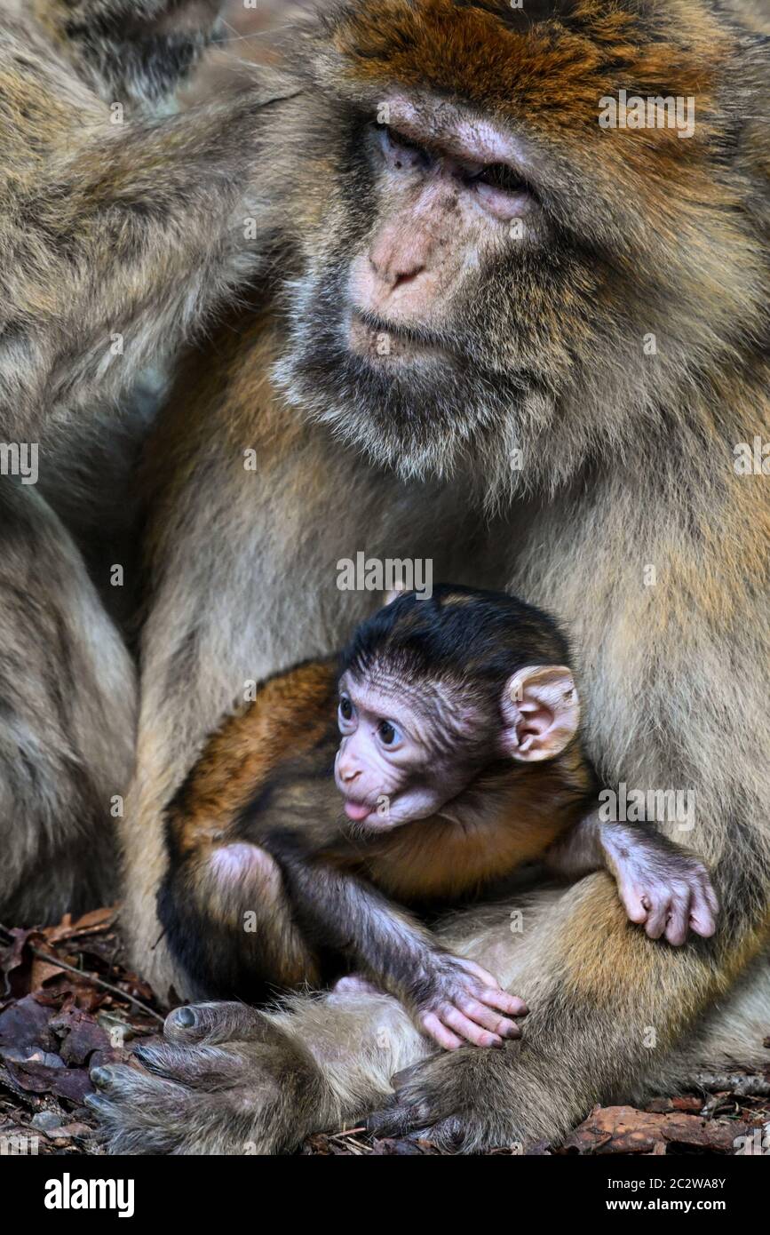 Salem, Germany. 18th June, 2020. A few weeks old baby Barbary ape sits ...