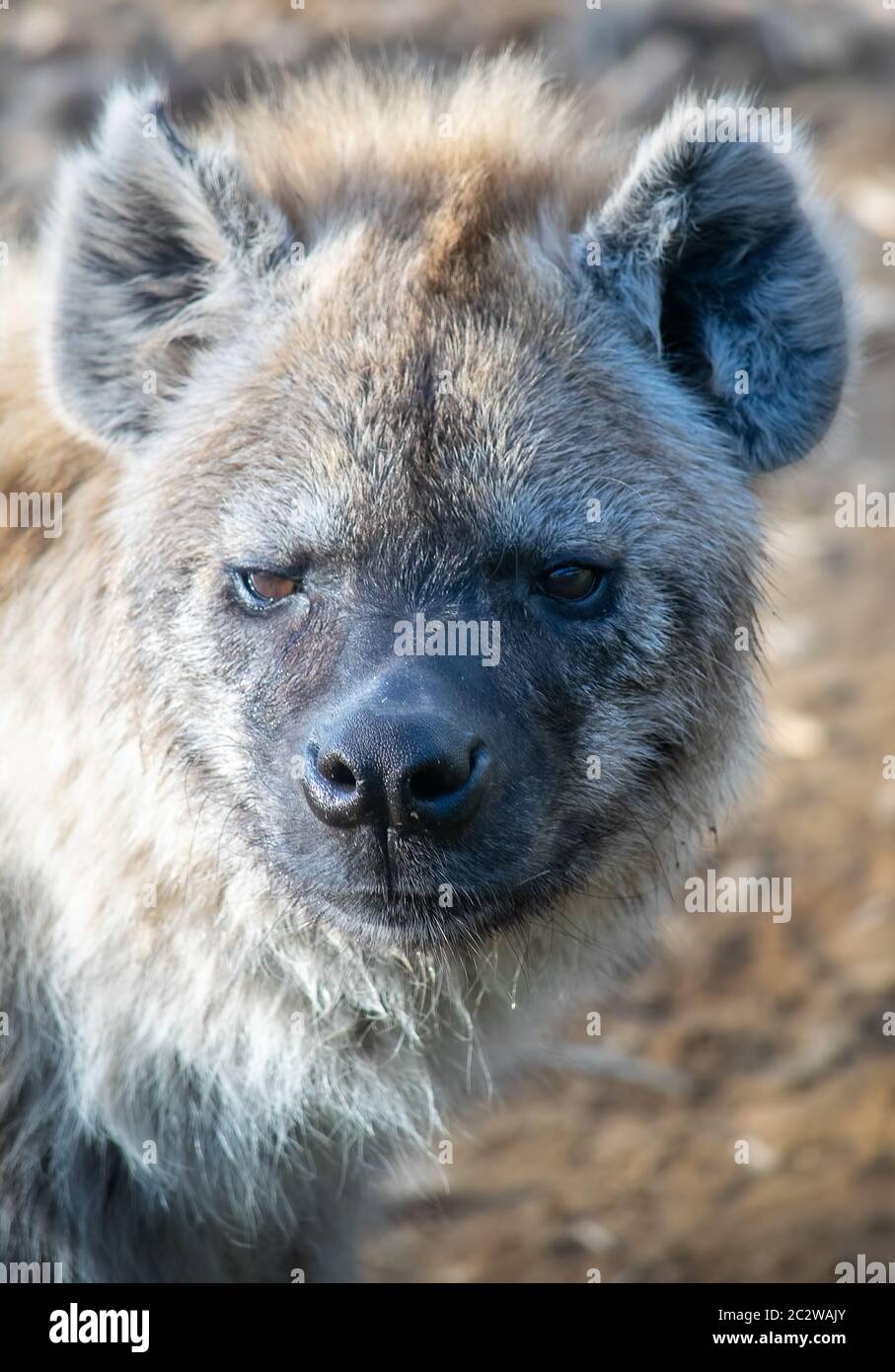Spotted african hyena closeup portrait Stock Photo - Alamy