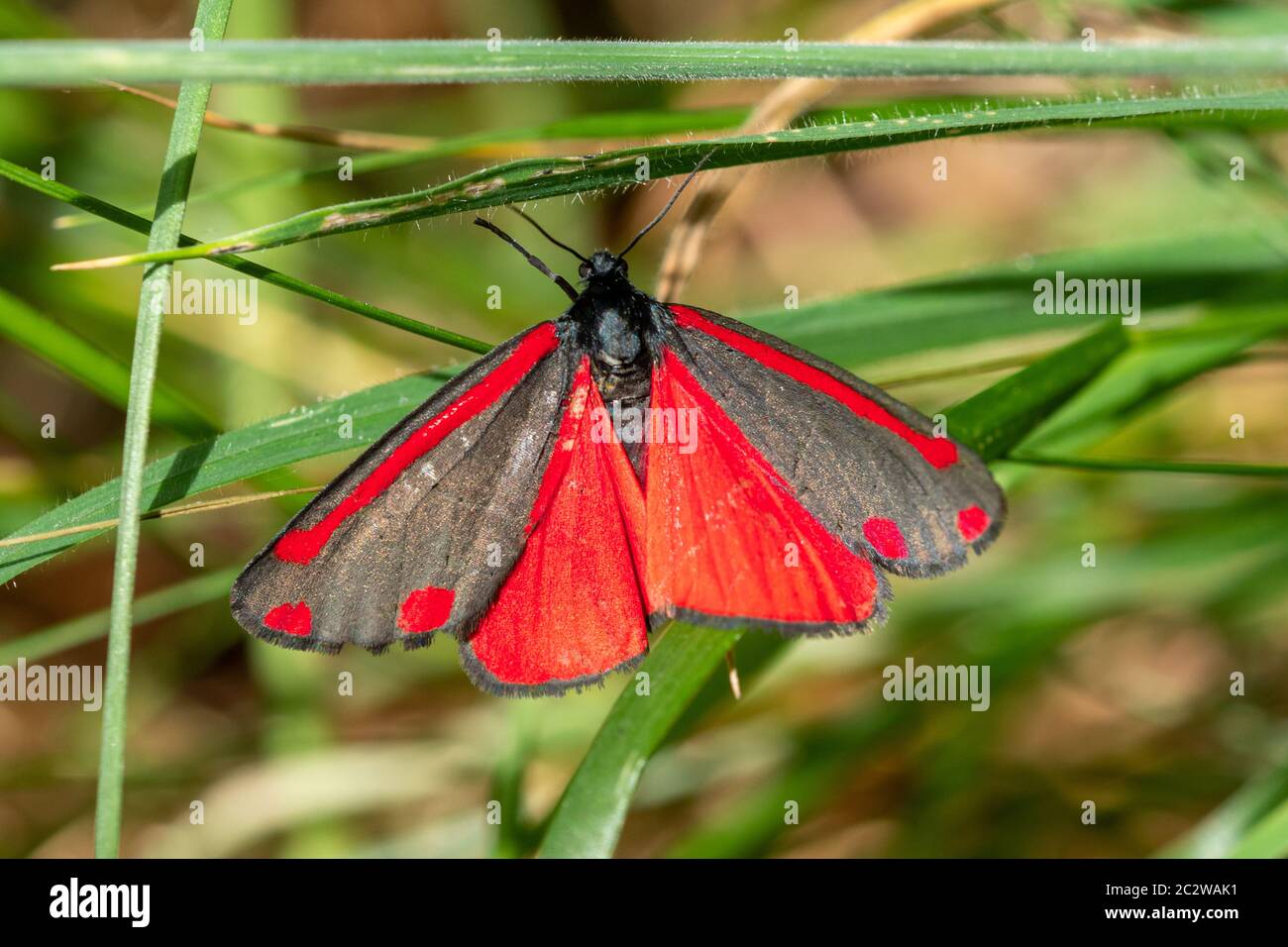 Black And Red Moth