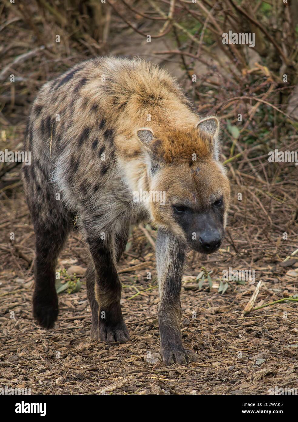 Spotted wild hyena looking for food in the nature Stock Photo - Alamy