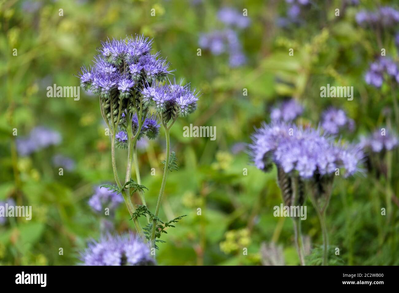Bee friend (Phacelia Stock Photo - Alamy