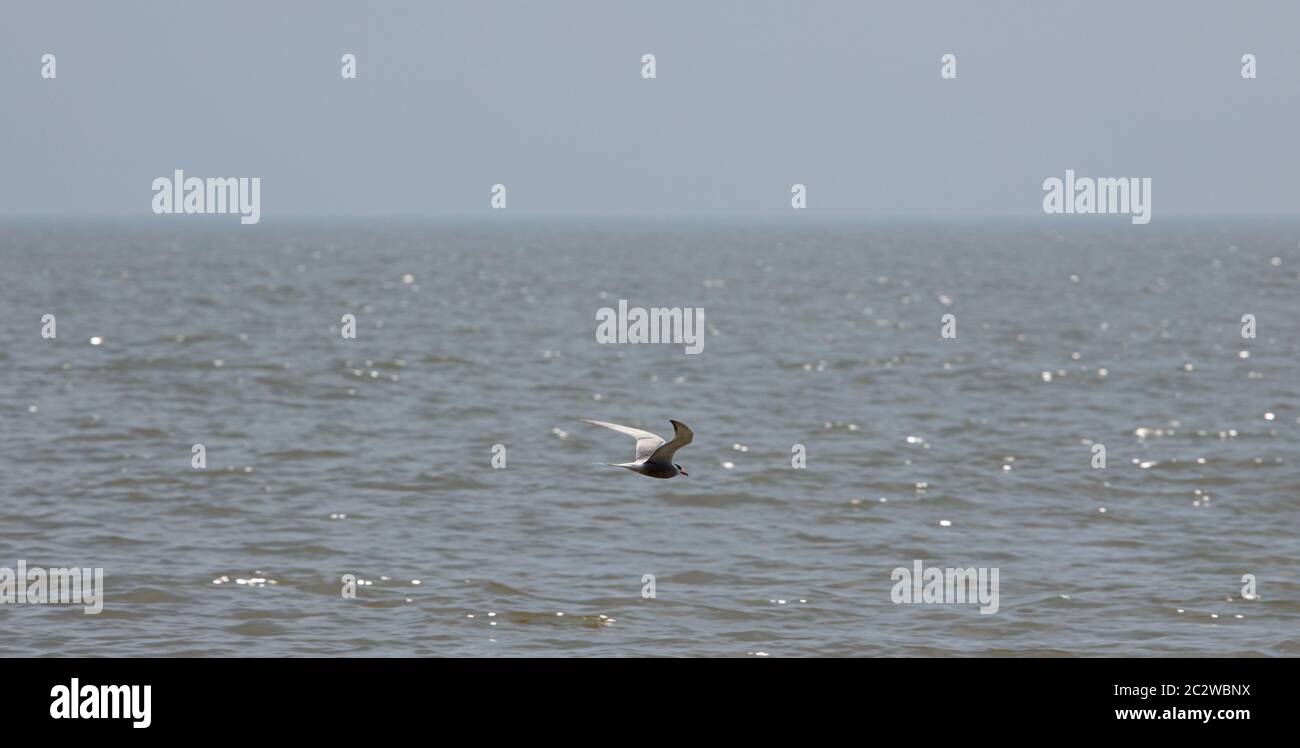 Sea birds hi-res stock photography and images - Alamy