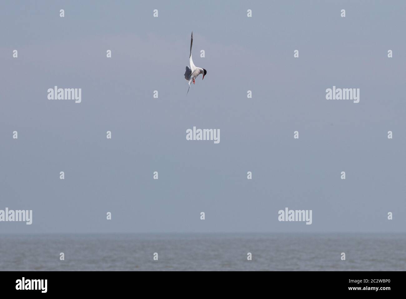 Sea Birds in flight at the coast Stock Photo - Alamy