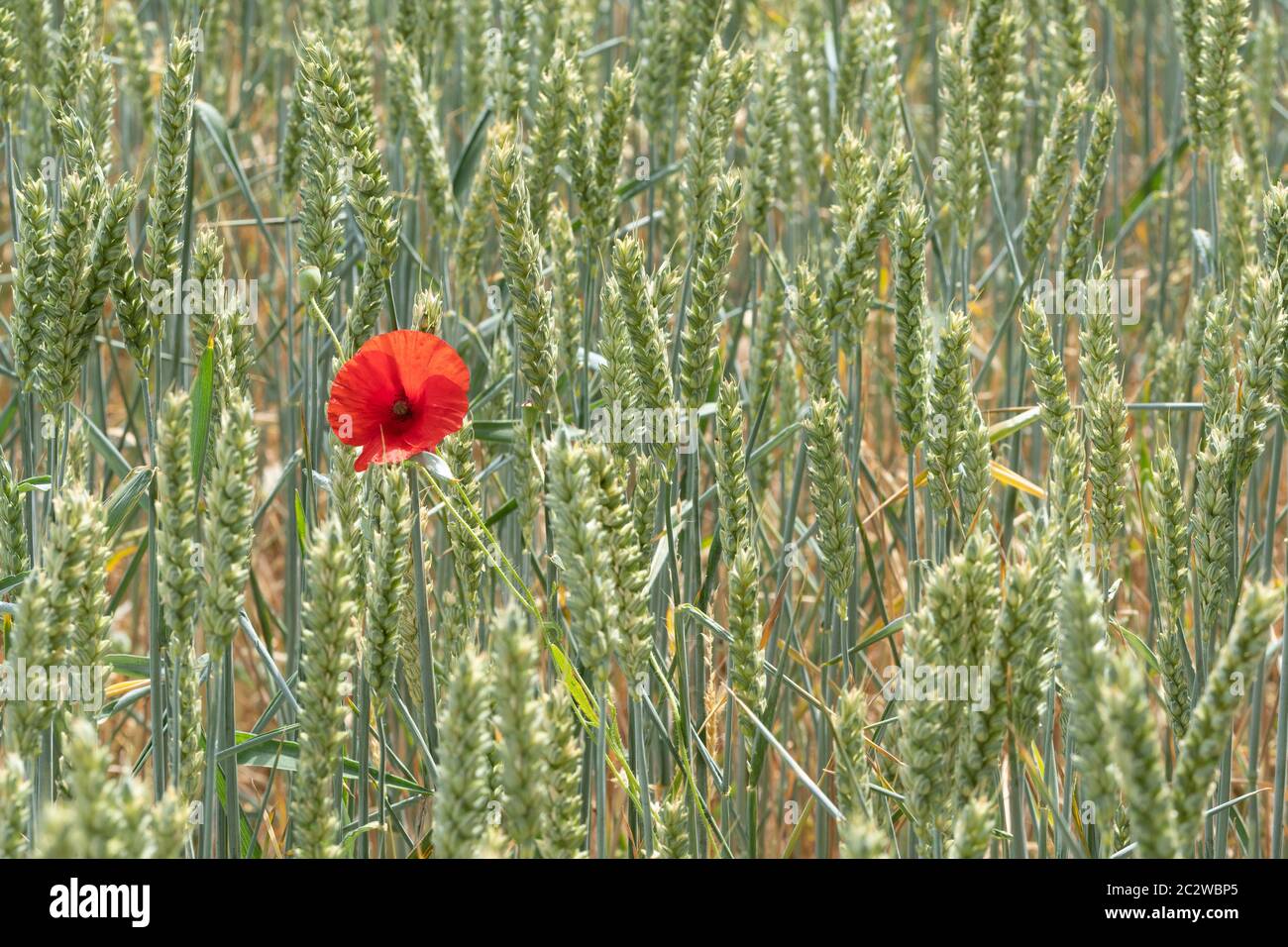 Single wheat plants hi-res stock photography and images - Alamy
