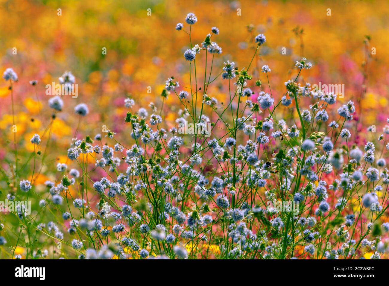 Mix of wildflowers hi-res stock photography and images - Alamy