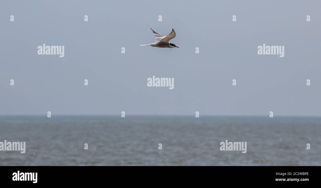 Sea Birds in flight at the coast Stock Photo - Alamy
