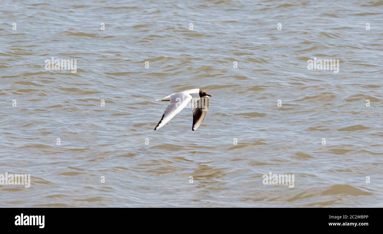 Sea Birds in flight at the coast Stock Photo - Alamy