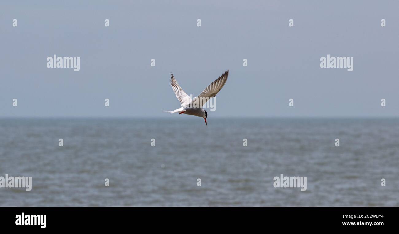 Sea birds hi-res stock photography and images - Alamy