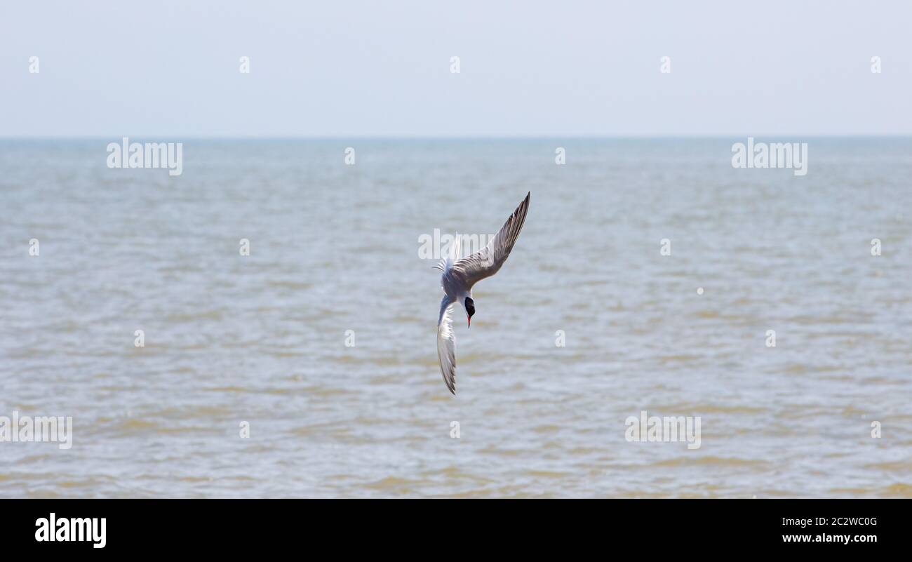 Sea Birds in flight at the coast Stock Photo - Alamy