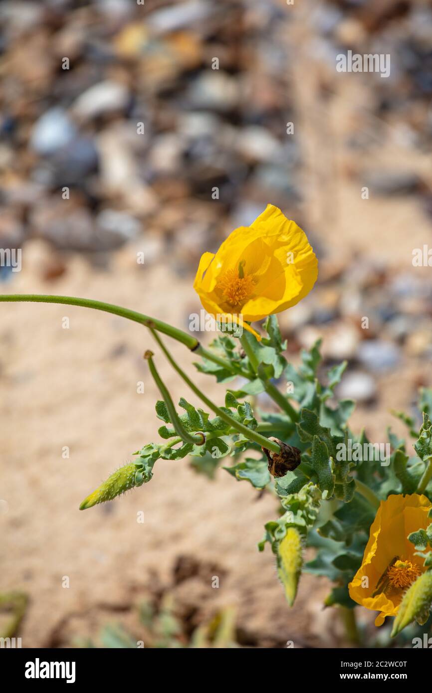 Yellow poppies hi-res stock photography and images - Alamy