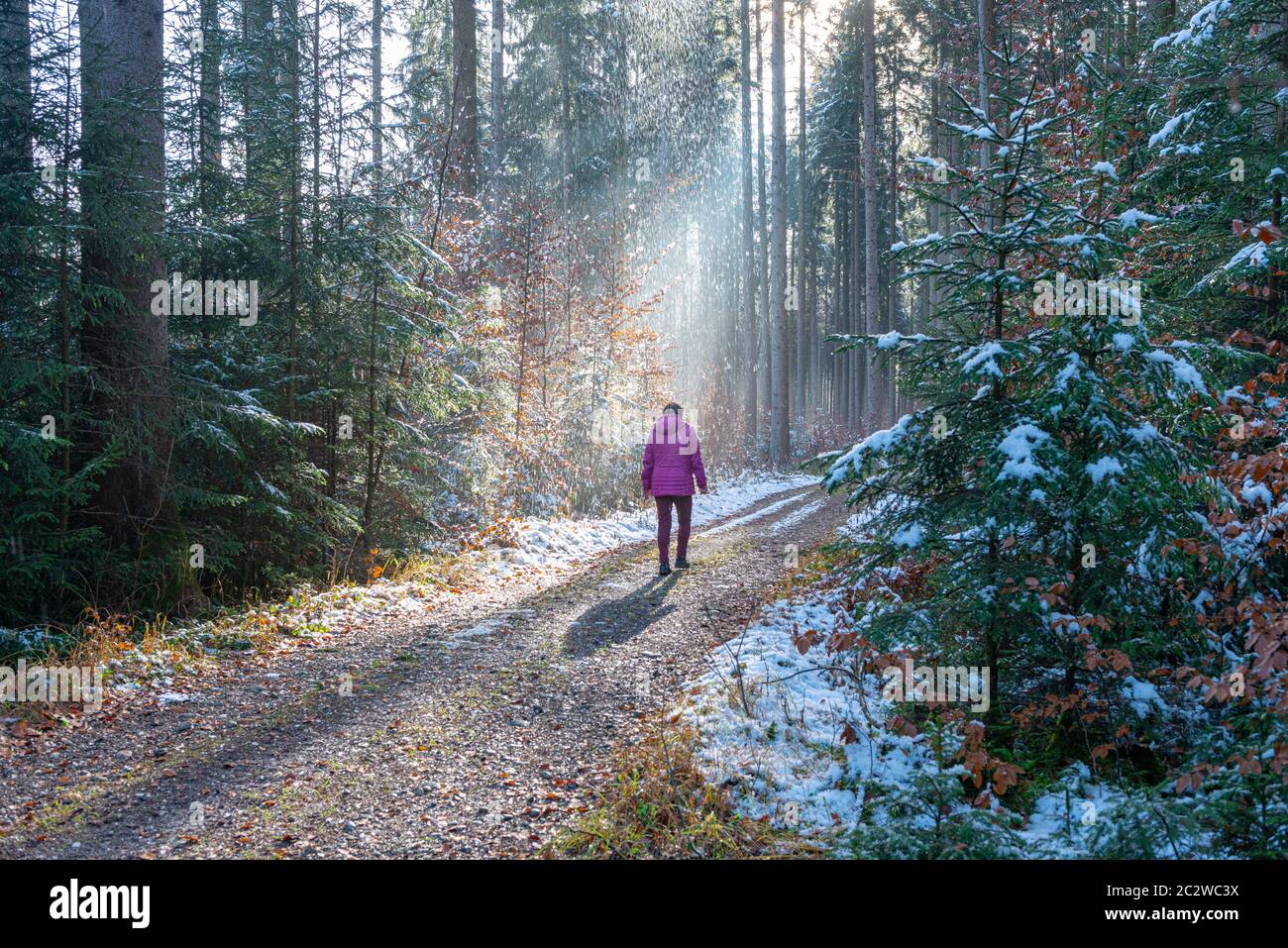 Sunbeams forest hi-res stock photography and images - Alamy
