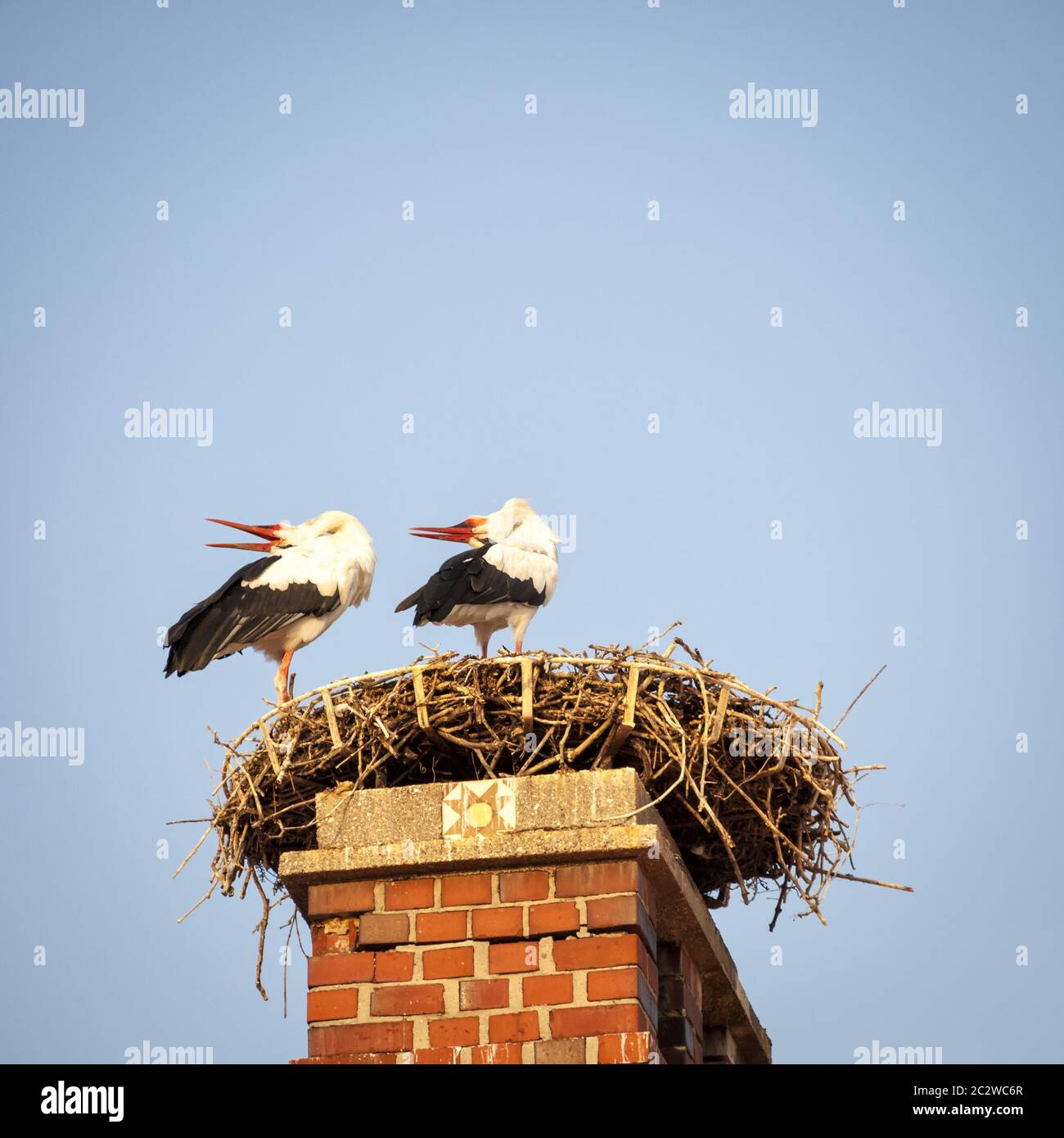 Two stork hi-res stock photography and images - Alamy
