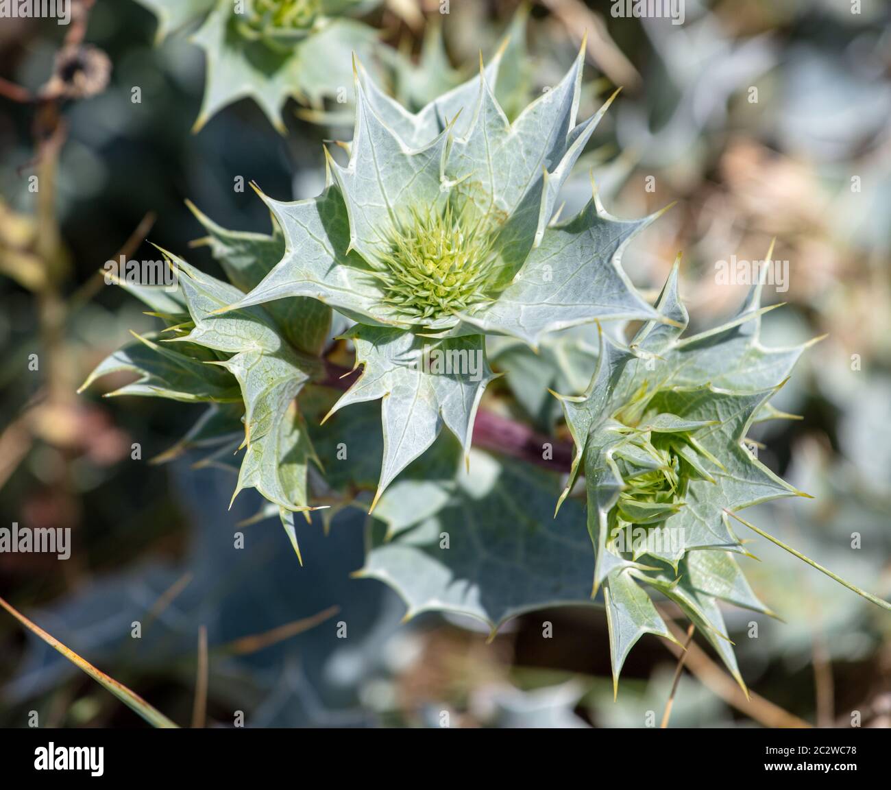 Sea holly plants hi-res stock photography and images - Alamy