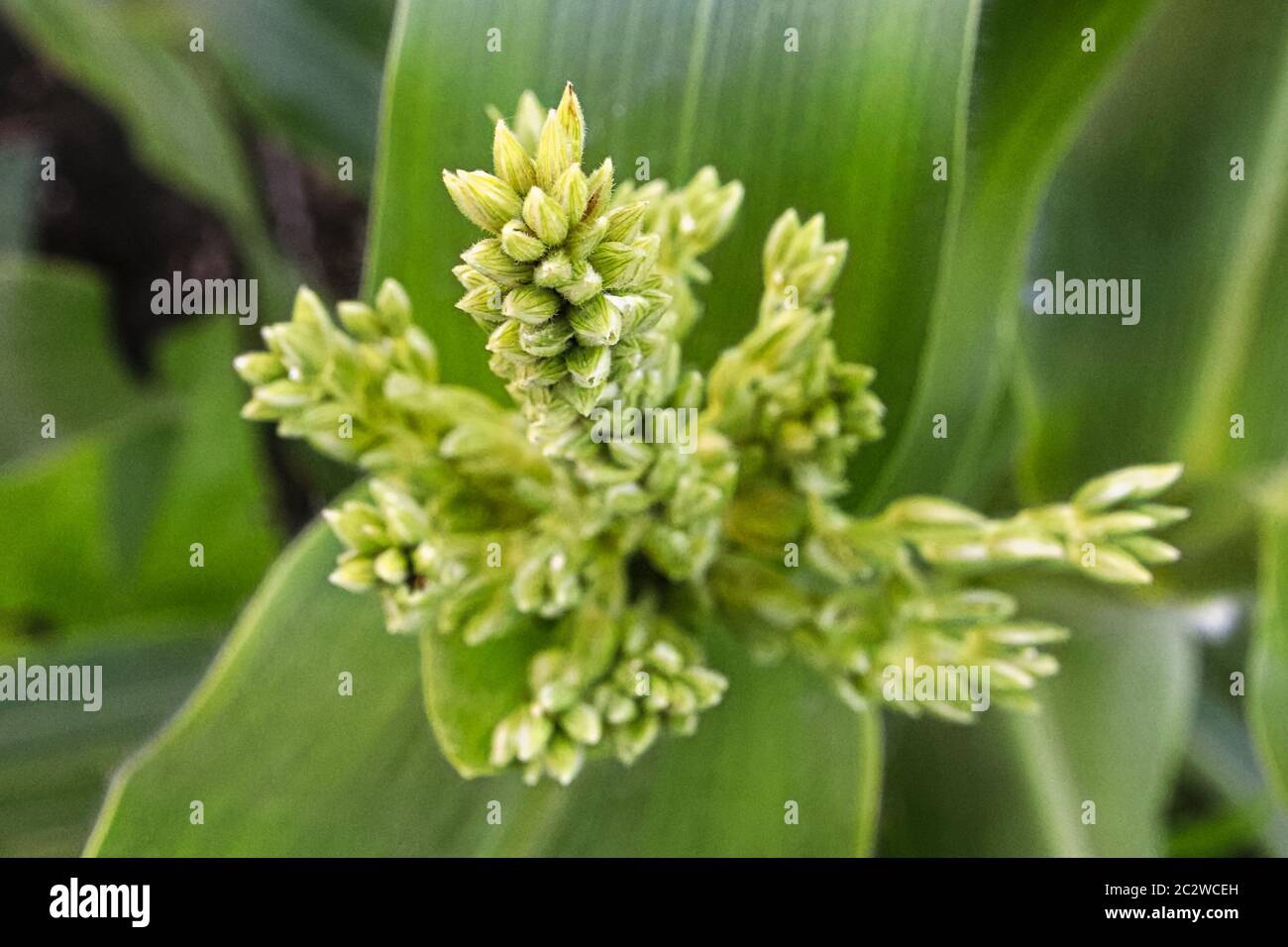 Corn detassel hi-res stock photography and images - Alamy