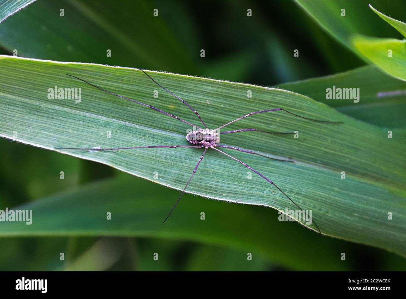 Black harvestman spider hi-res stock photography and images - Alamy