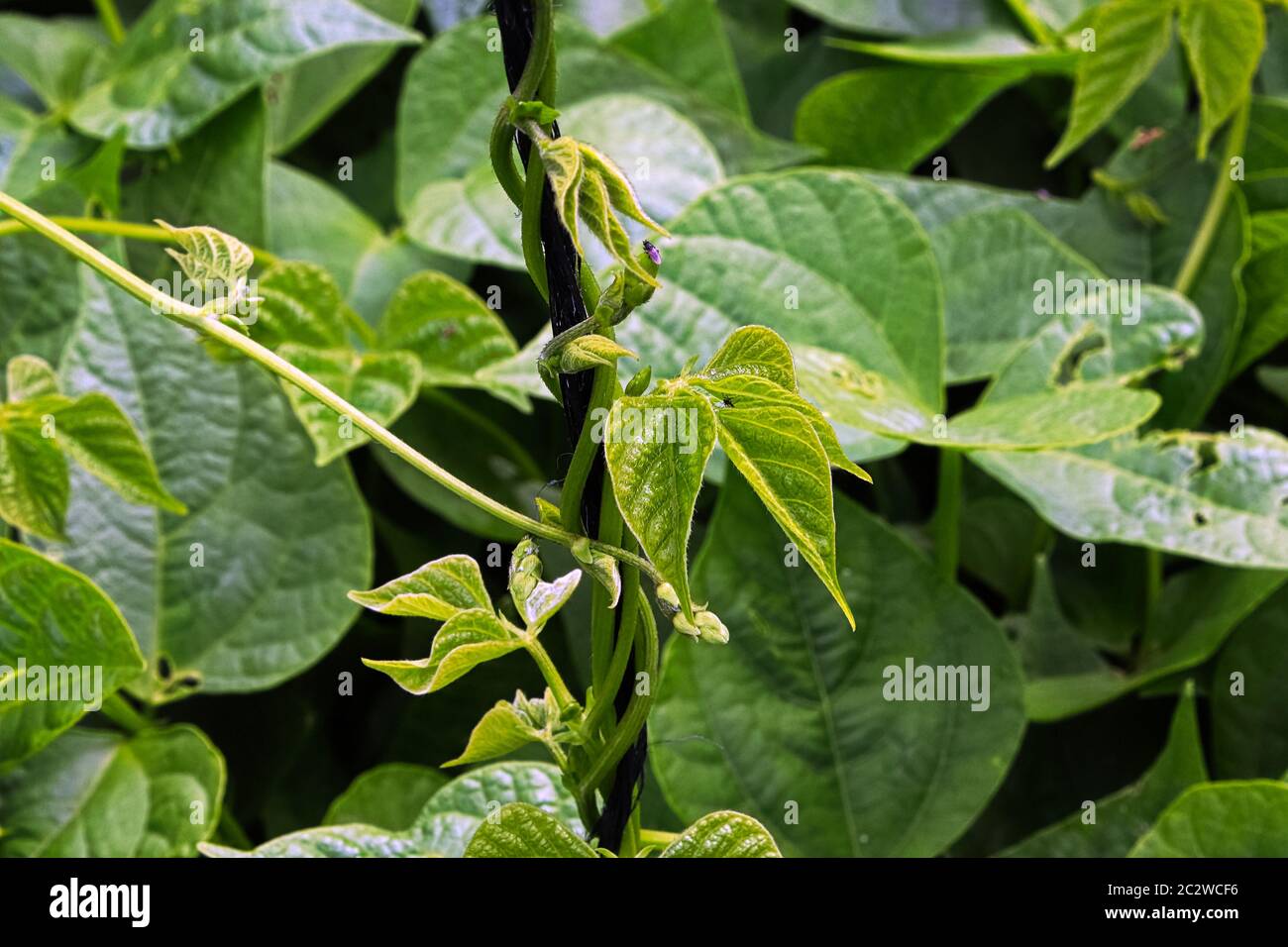 Bean stalks twist and grow upward on a string Stock Photo - Alamy