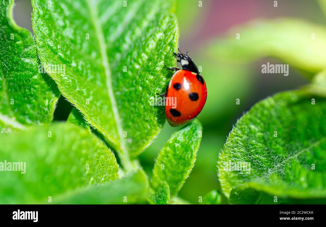 Ladybug climbing on green leaves Stock Photo - Alamy