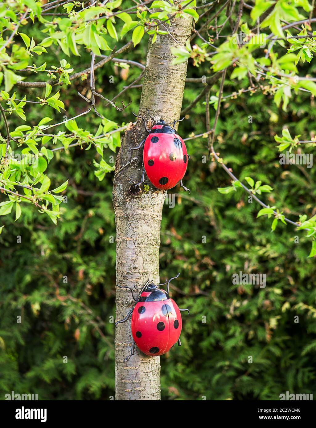 Two giant ladybugs on a tree Stock Photo - Alamy