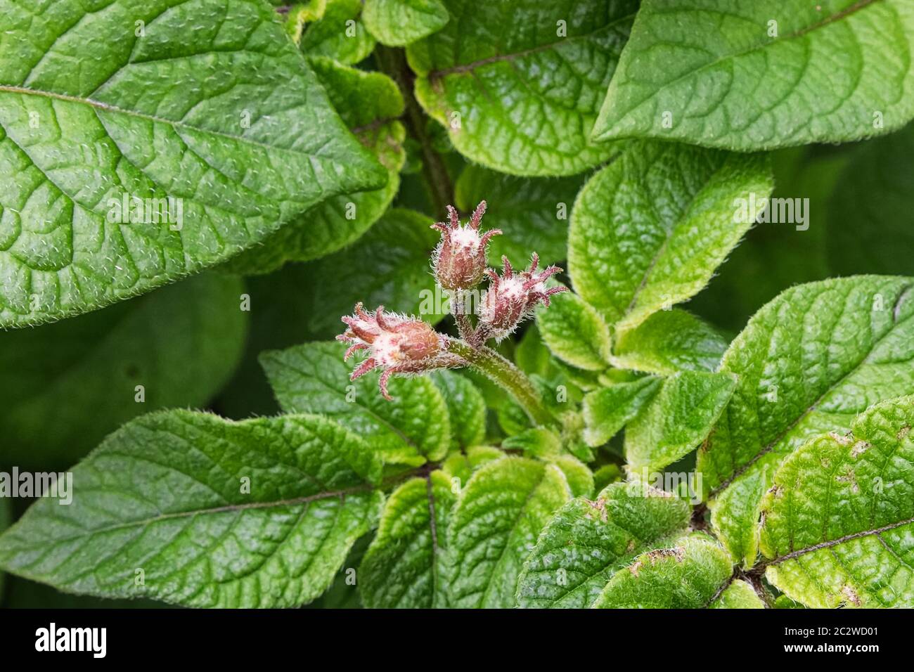 Unopened potato hi-res stock photography and images - Alamy
