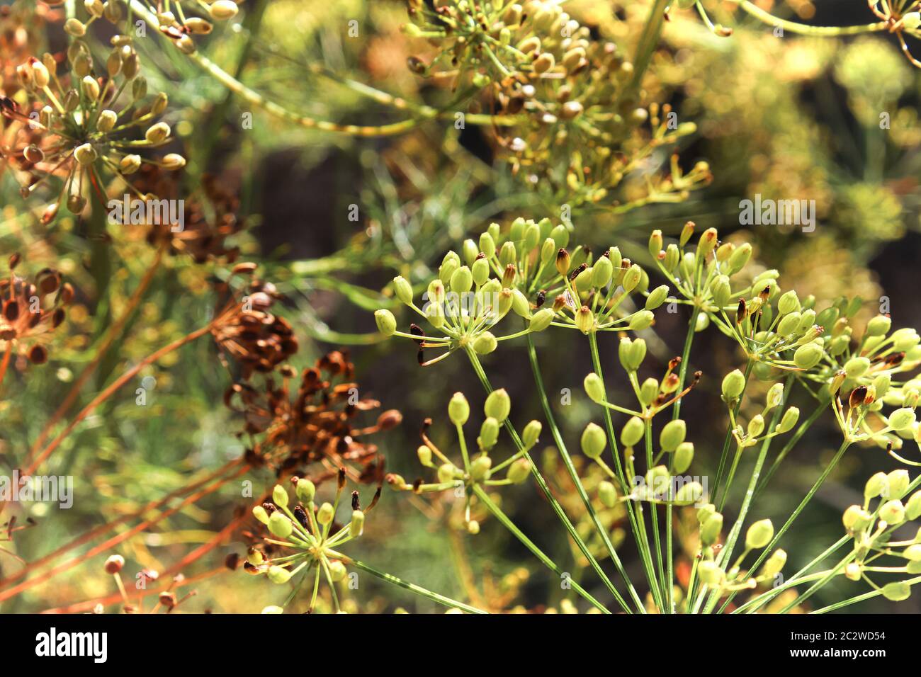 Ripe and unripe dills seed stalks growing in the garden Stock Photo - Alamy