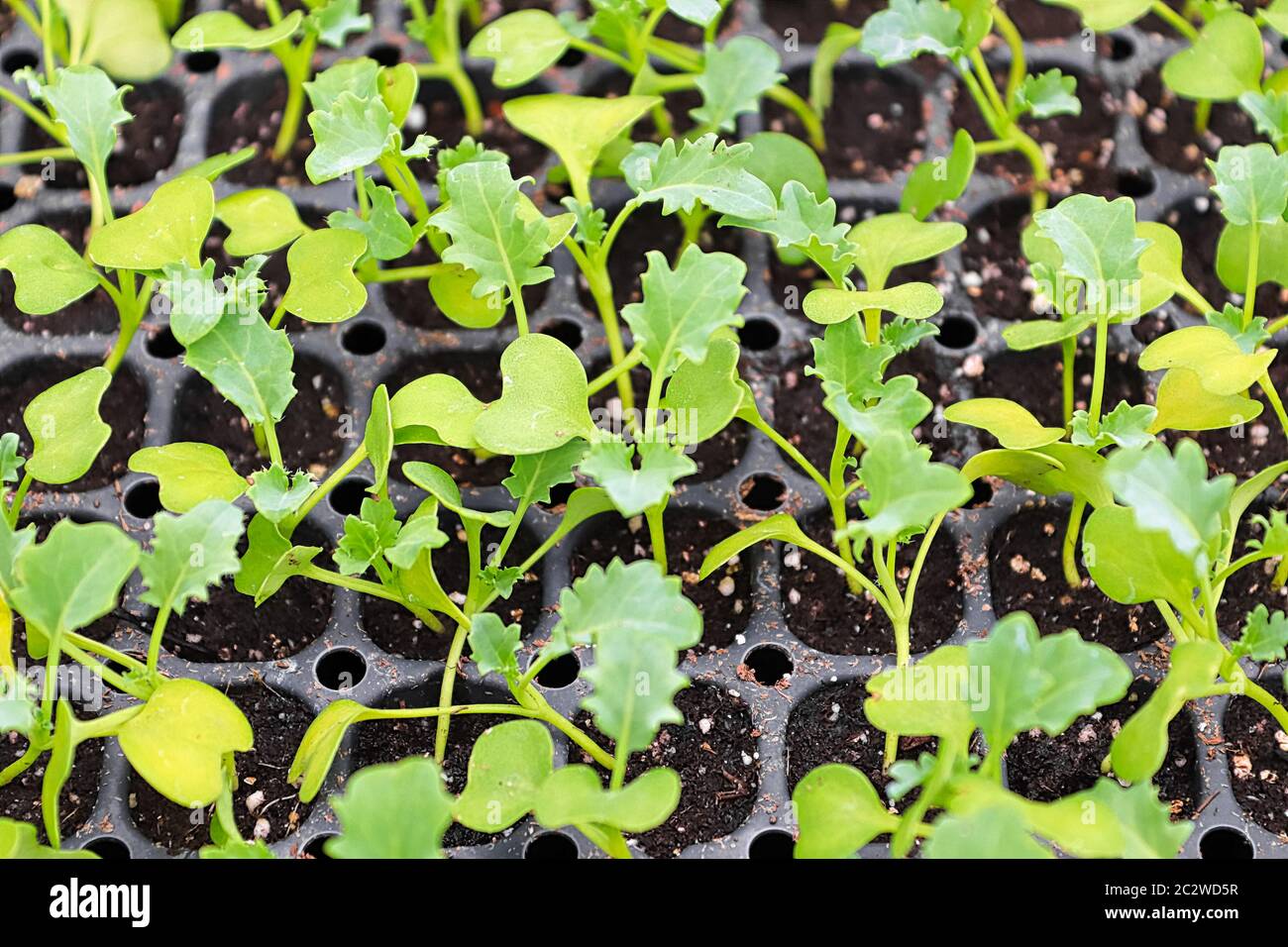 Kale Seedlings
