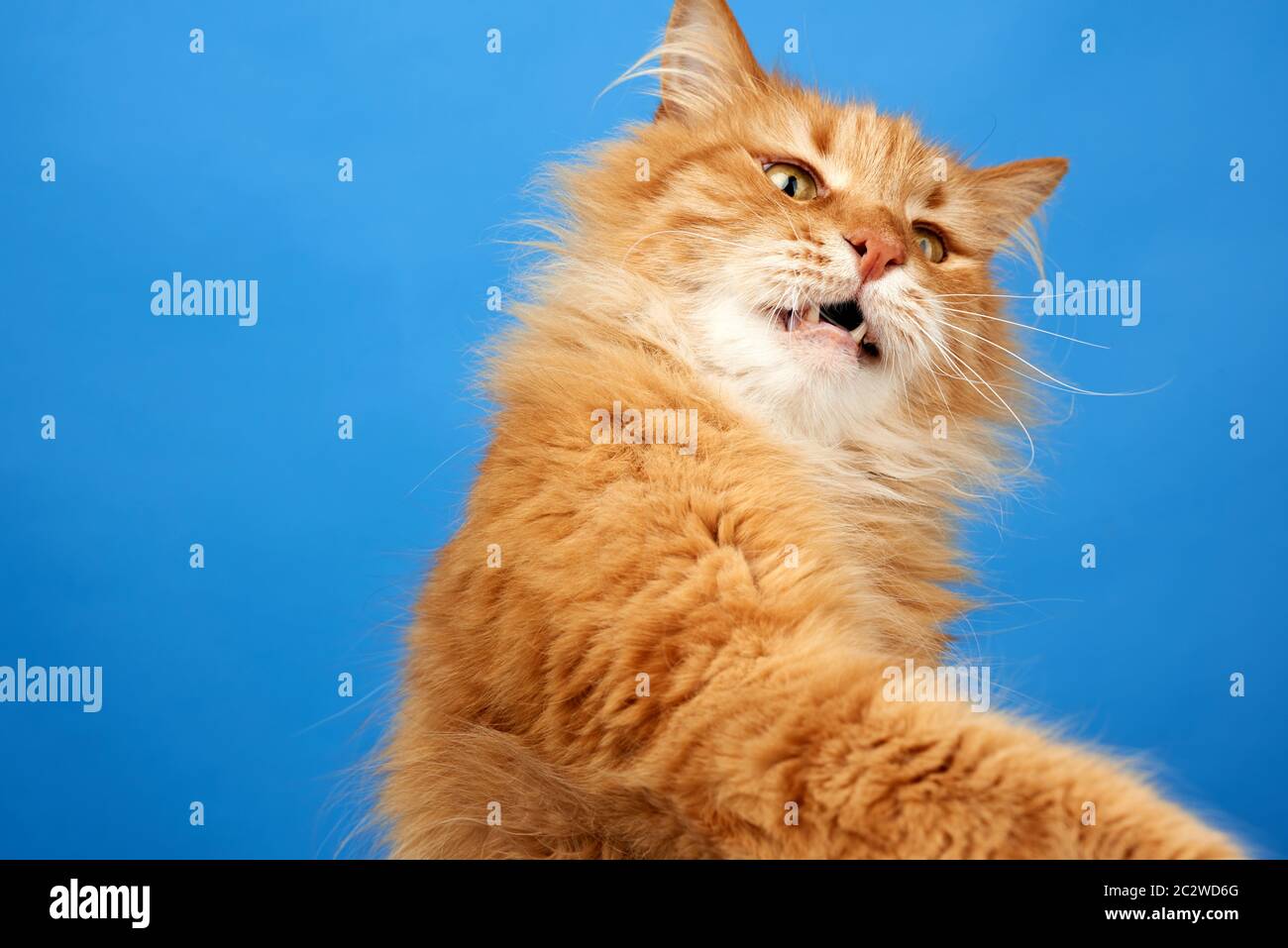 Cat raised paws hi-res stock photography and images - Alamy