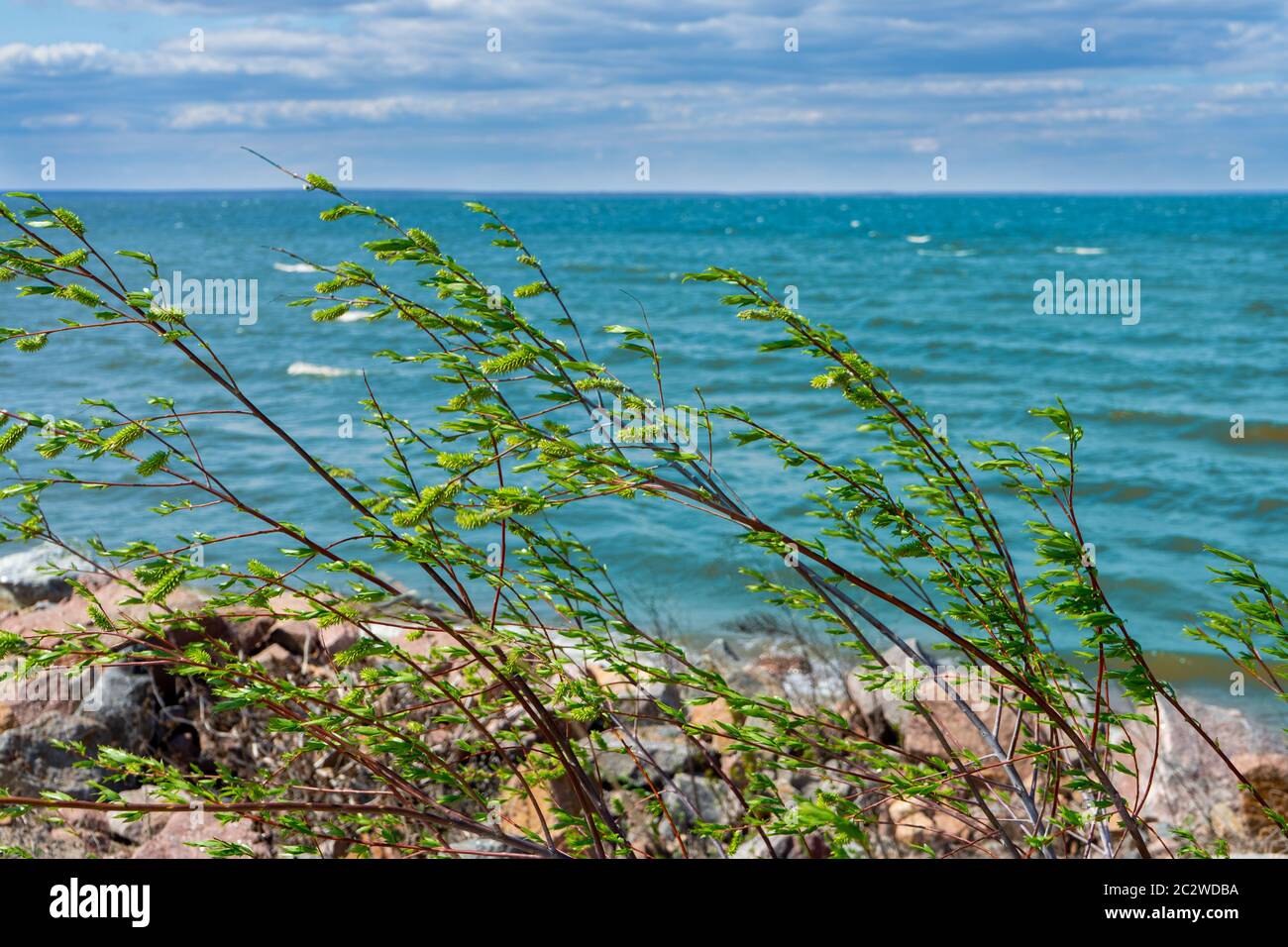 Green leaves of bush on beach on sea background Stock Photo - Alamy
