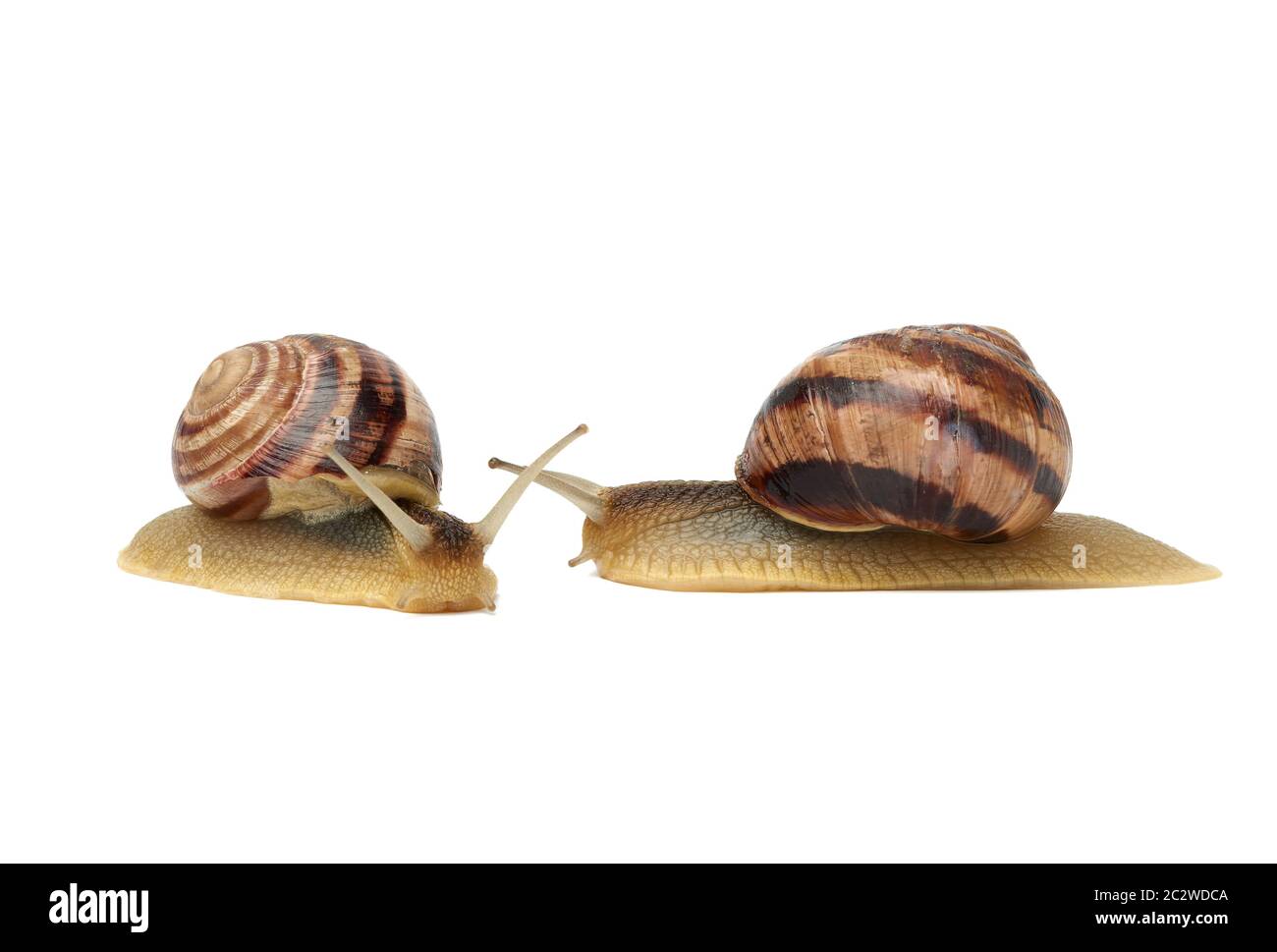 two brown snails isolated on white background, side view and front view ...