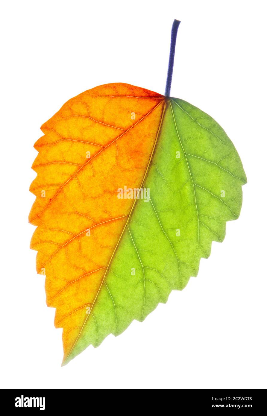 Leaf with two different sides Stock Photo - Alamy