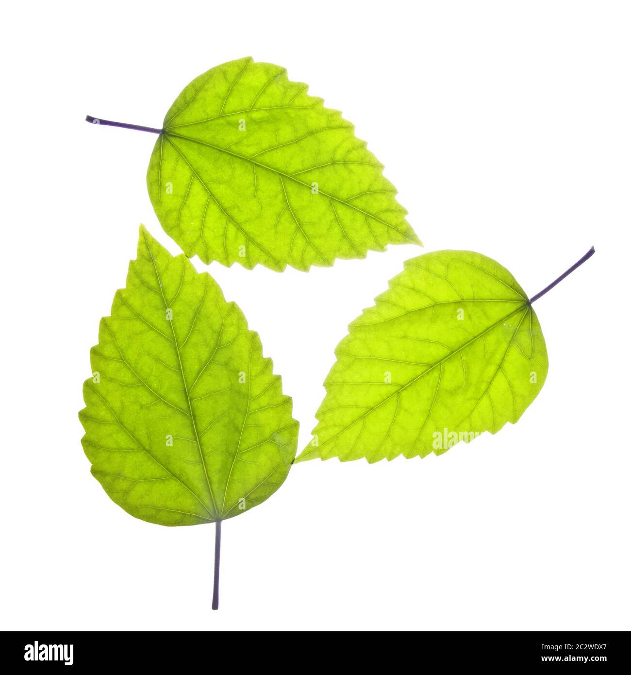 Three green leaves Stock Photo - Alamy