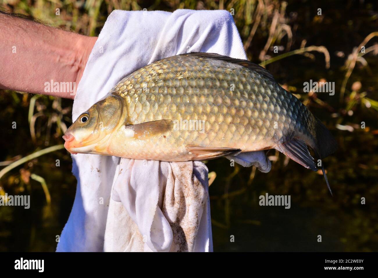 photo Picture of a Fish Catched by a Fisherman Stock Photo - Alamy
