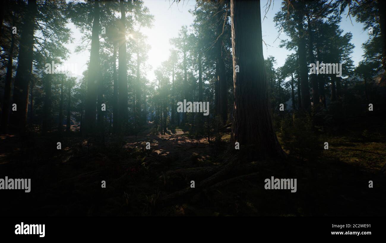 Sequoia National Park under the fog mist clouds Stock Photo - Alamy