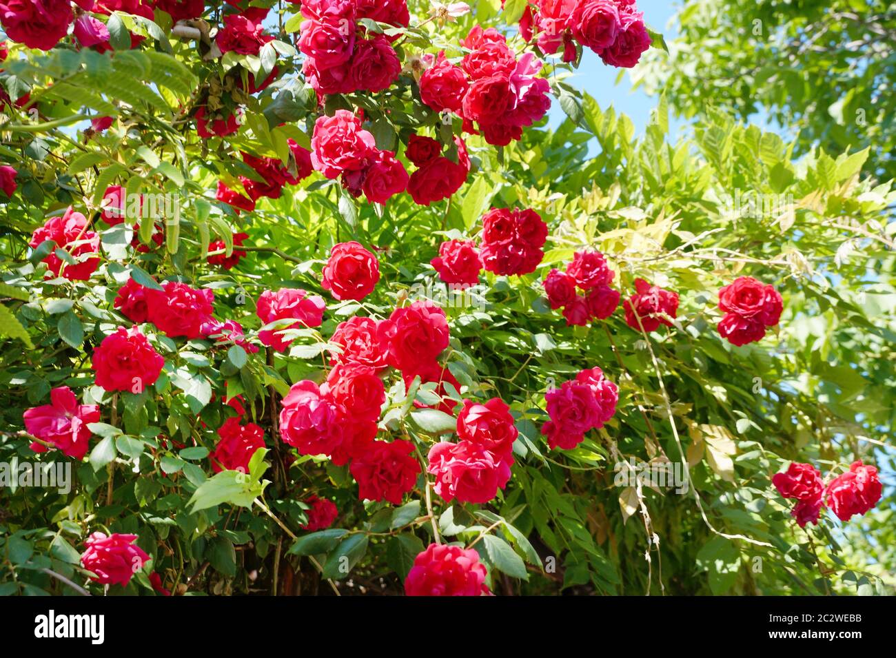 Big bush hi-res stock photography and images - Alamy