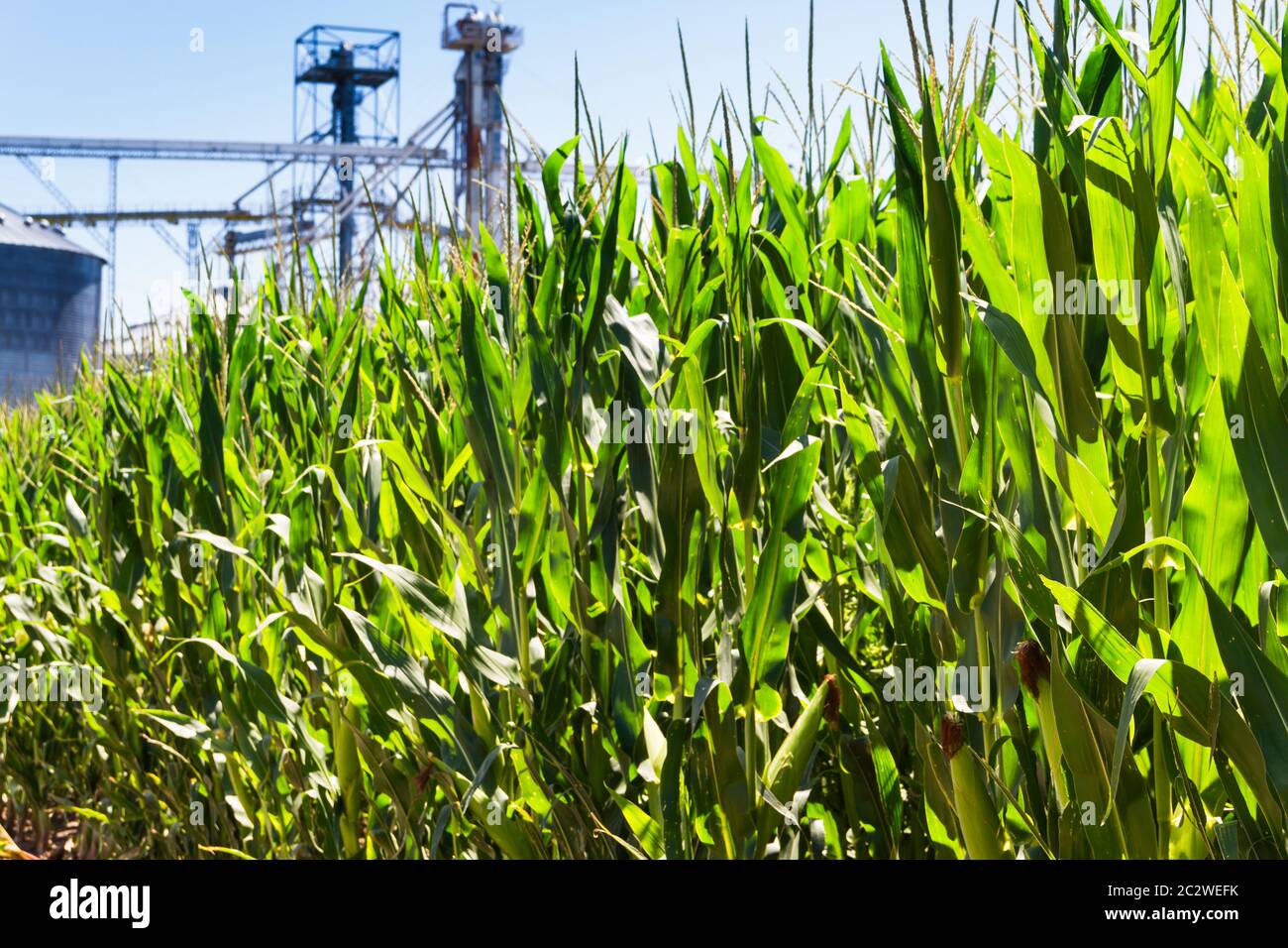 corn plantation in the summer of the Argentine countryside Stock Photo ...