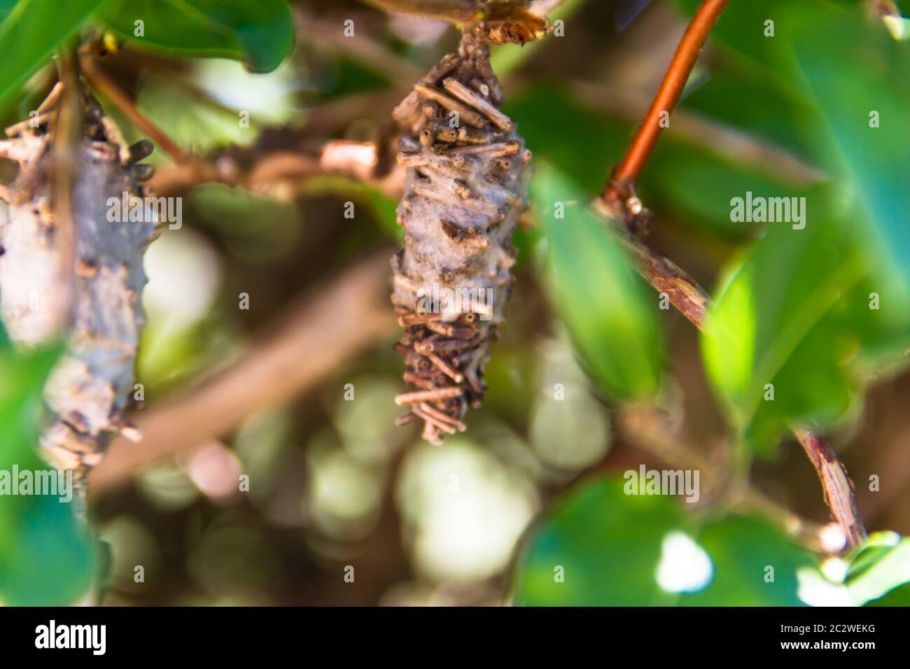 Bagworm larvae hi-res stock photography and images - Alamy