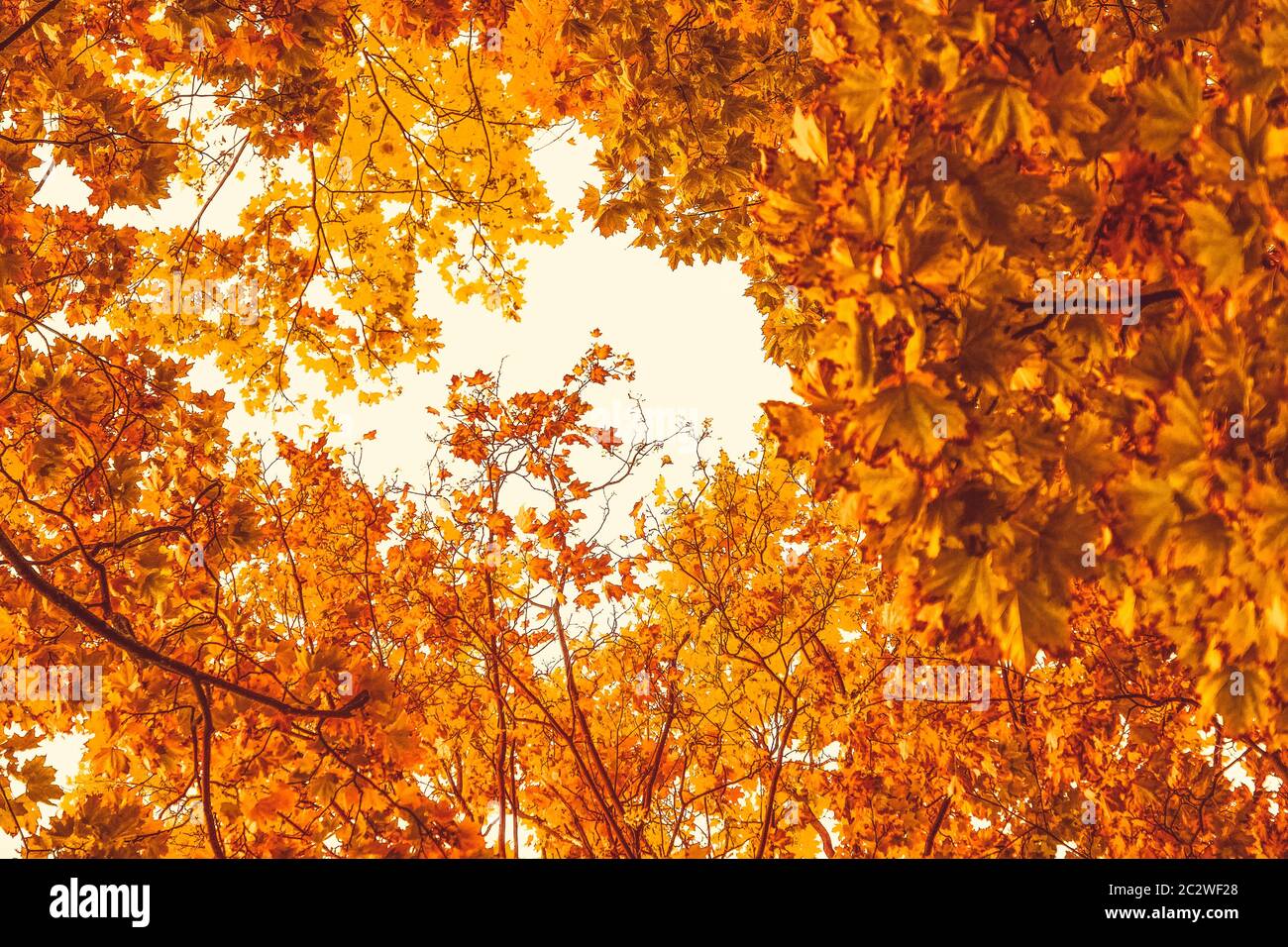 Beautiful autumn landscape background, vintage nature scene in fall ...