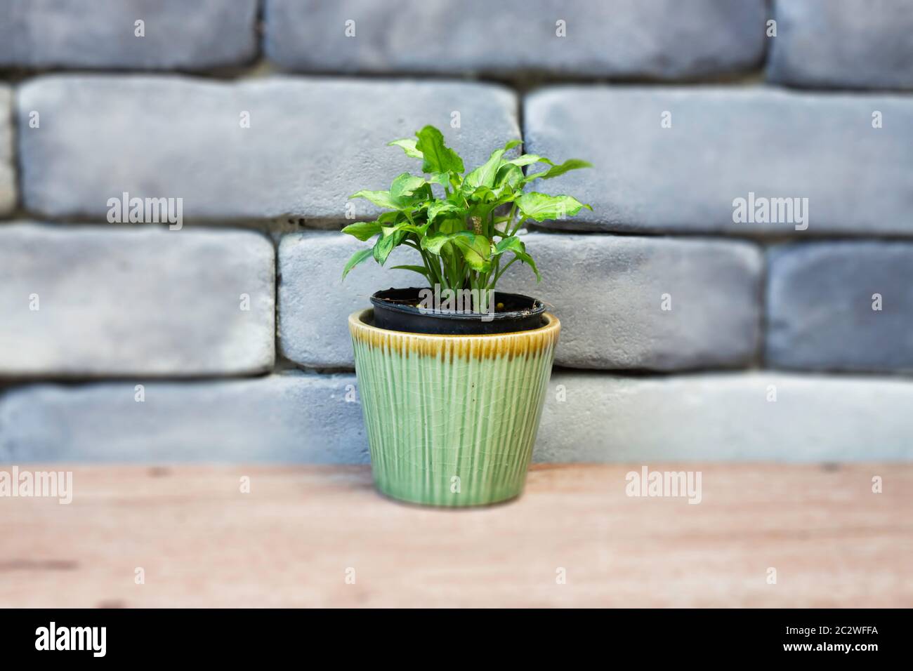Mini green leaves plant pot, stock photo Stock Photo - Alamy