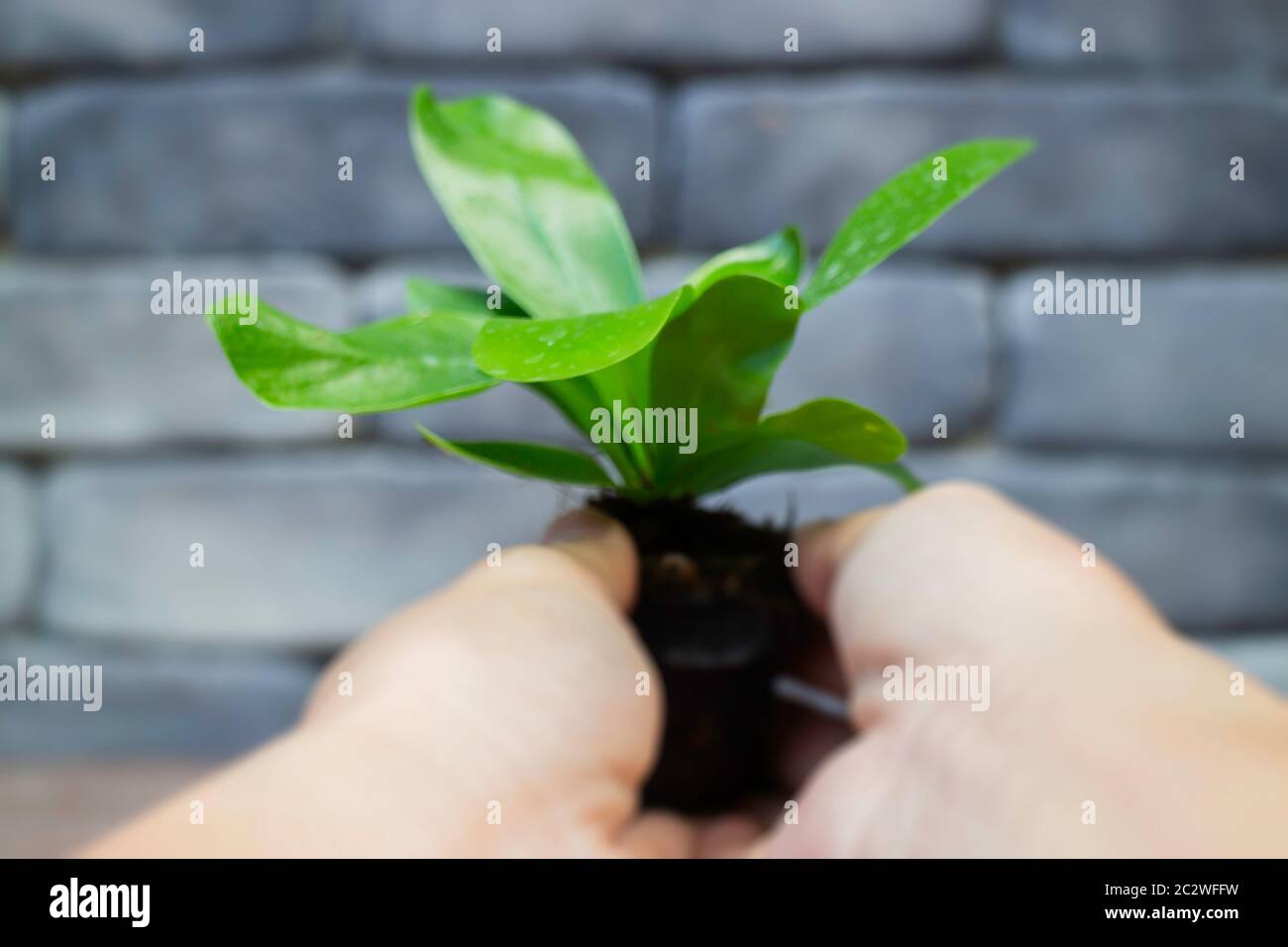 Environmentsmall hi-res stock photography and images - Alamy
