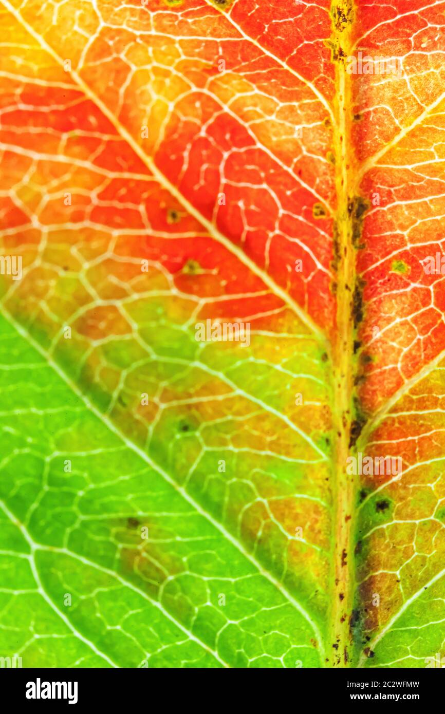 Closeup autumn fall extreme macro texture view of red orange green wood ...