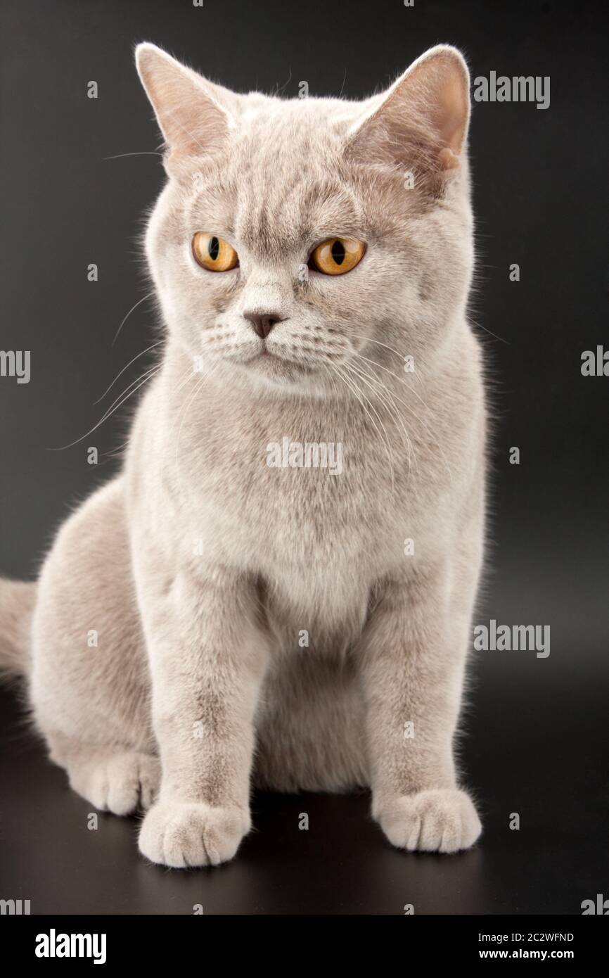 Little tabby hi-res stock photography and images - Alamy