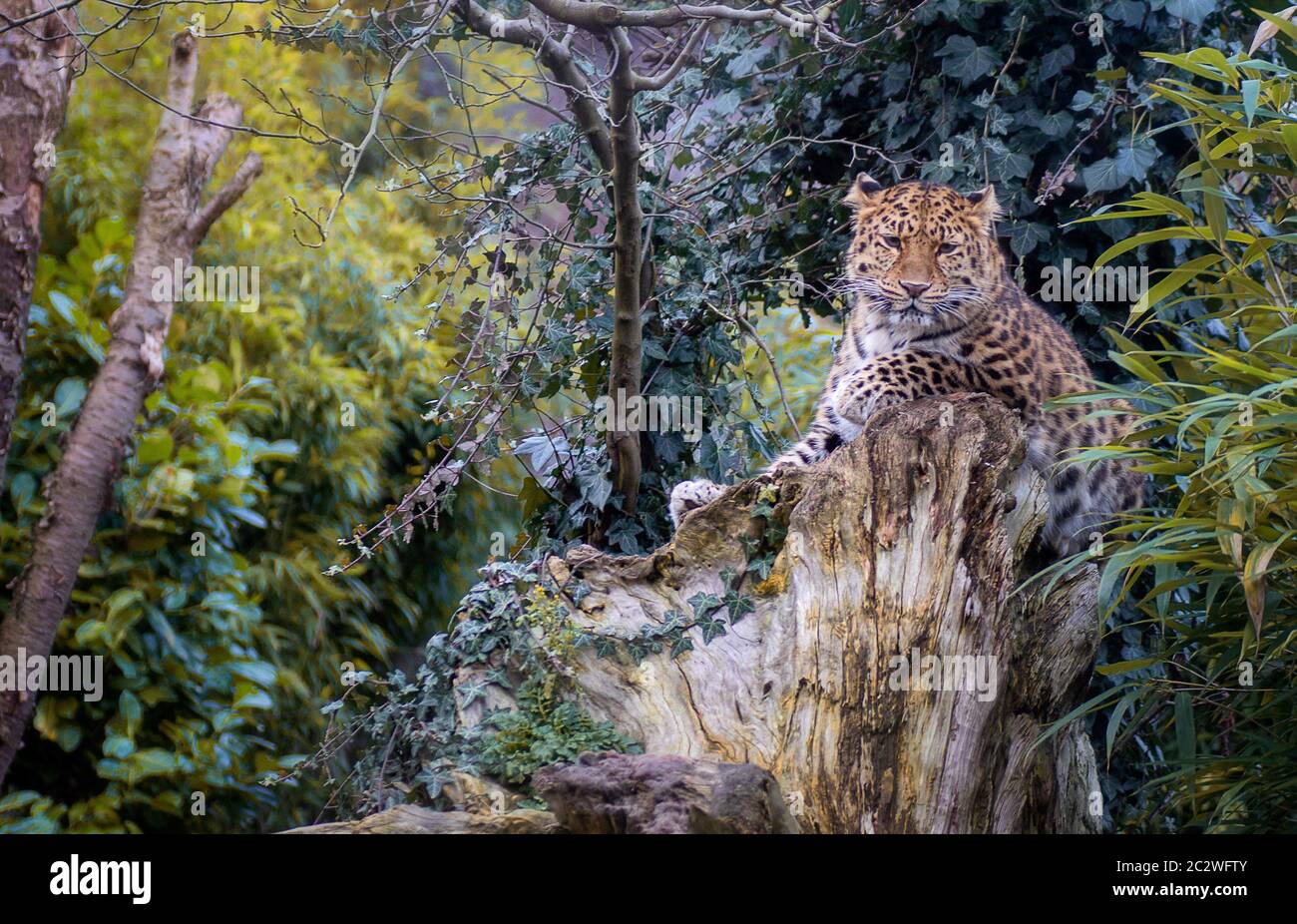 Amur leopard sitting on a tree trunk Stock Photo - Alamy