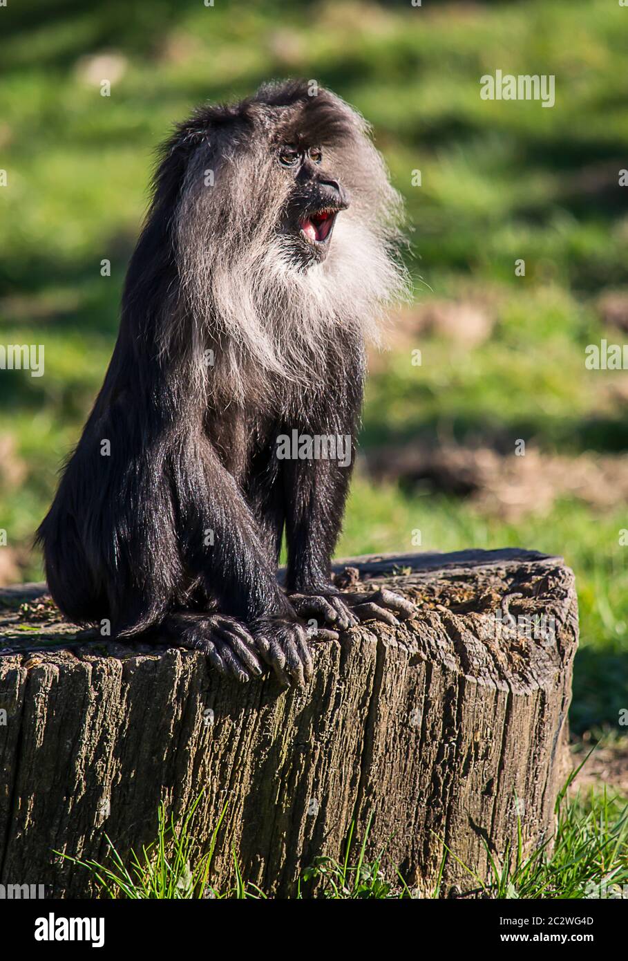 Lion-tailed macaque making sounds on a tree trunk Stock Photo - Alamy