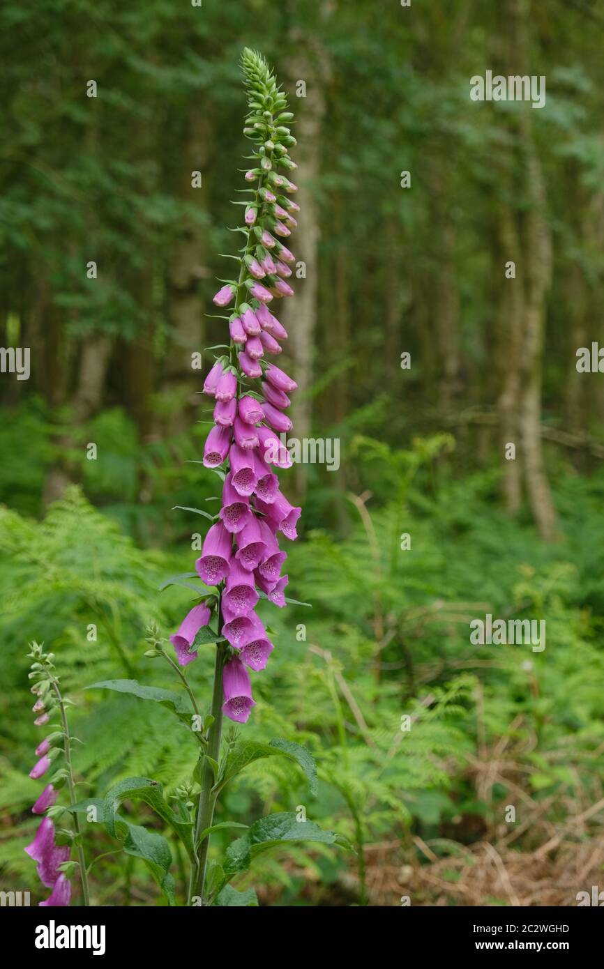 purple foxglove (Digitalis purpurea) growing wild Stock Photo - Alamy