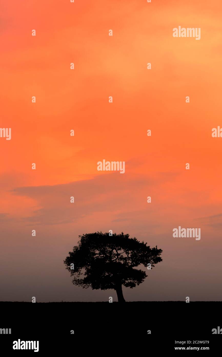 Tree silhouette against sunset hi-res stock photography and images - Alamy