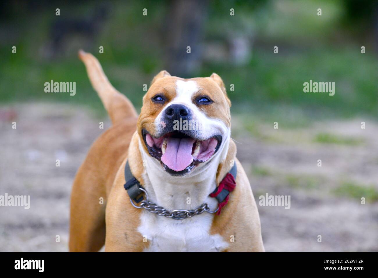 American Staffordshire Terrier dog purebreed female dog in nature Stock ...